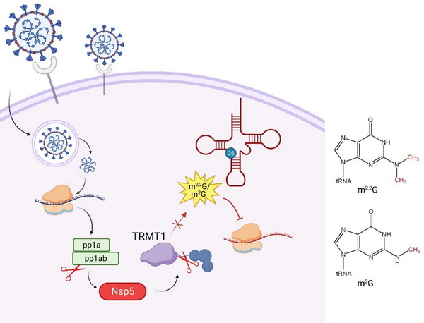 周小龙组揭示新冠病毒蛋白质水解酶Nsp5切割宿主tRNA修饰酶TRMT1的分子机制--中国科学院分子细胞科学卓越创新中心